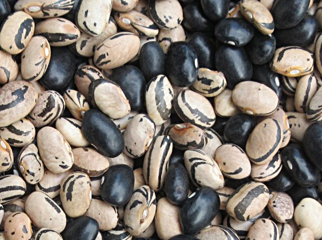 Beans, Dry – Pearl Crescent Farm